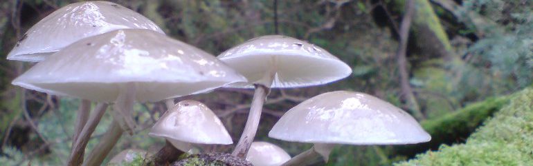 Mushroomstuff – Wonderful World of Mushrooms
